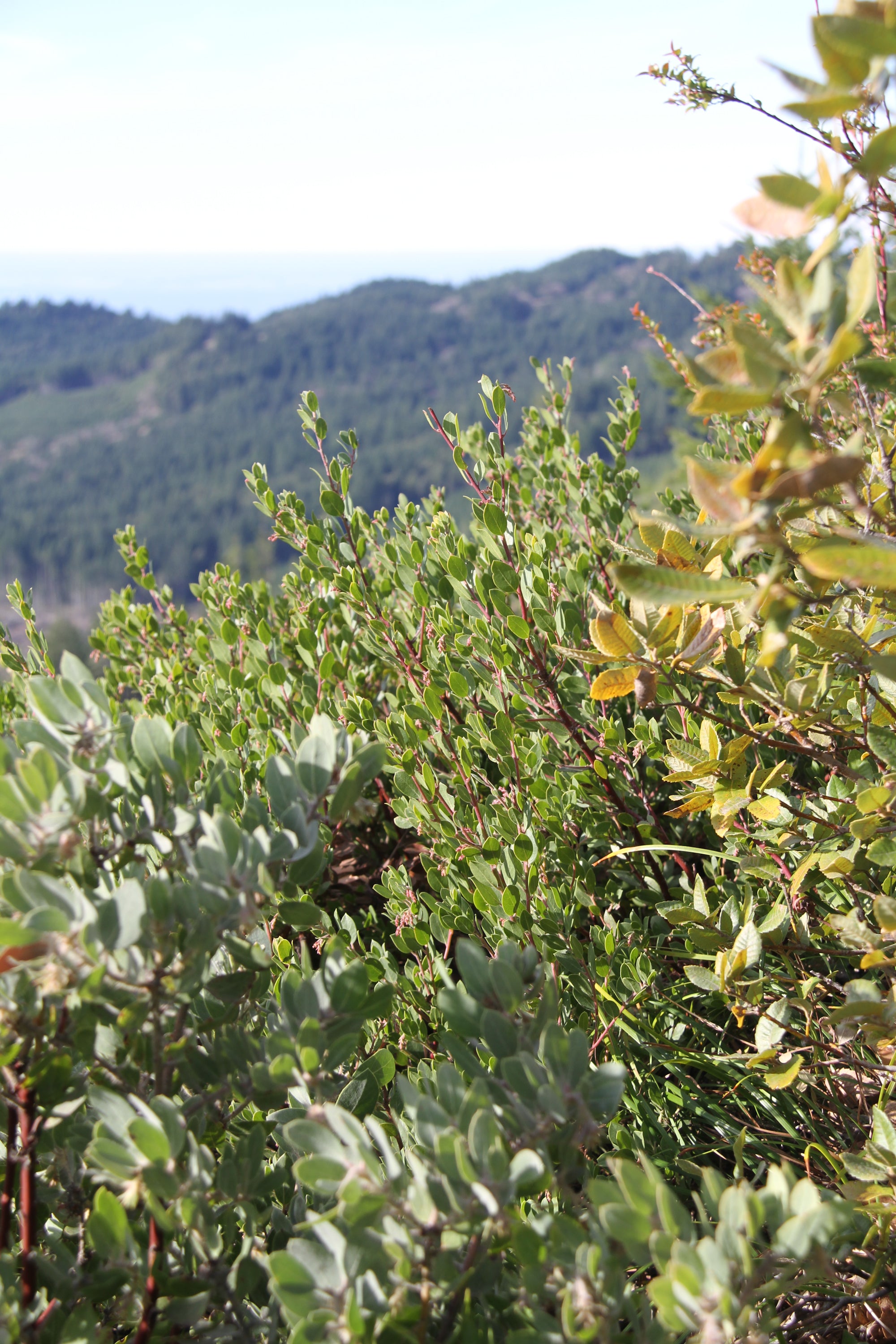 *RETAIL - Arctostaphylos nevadensis x glandulosa 'Pistol Point ...