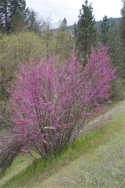 Cercis occidentalis – Cistus Nursery