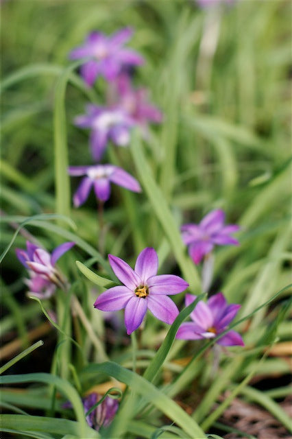 *RETAIL - Ipheion uniflorum 'Froyle Mill' – Cistus Nursery
