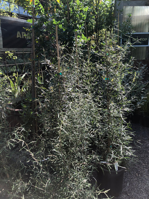 Olearia virgata var. lineata 'Dartonii' – Cistus Nursery