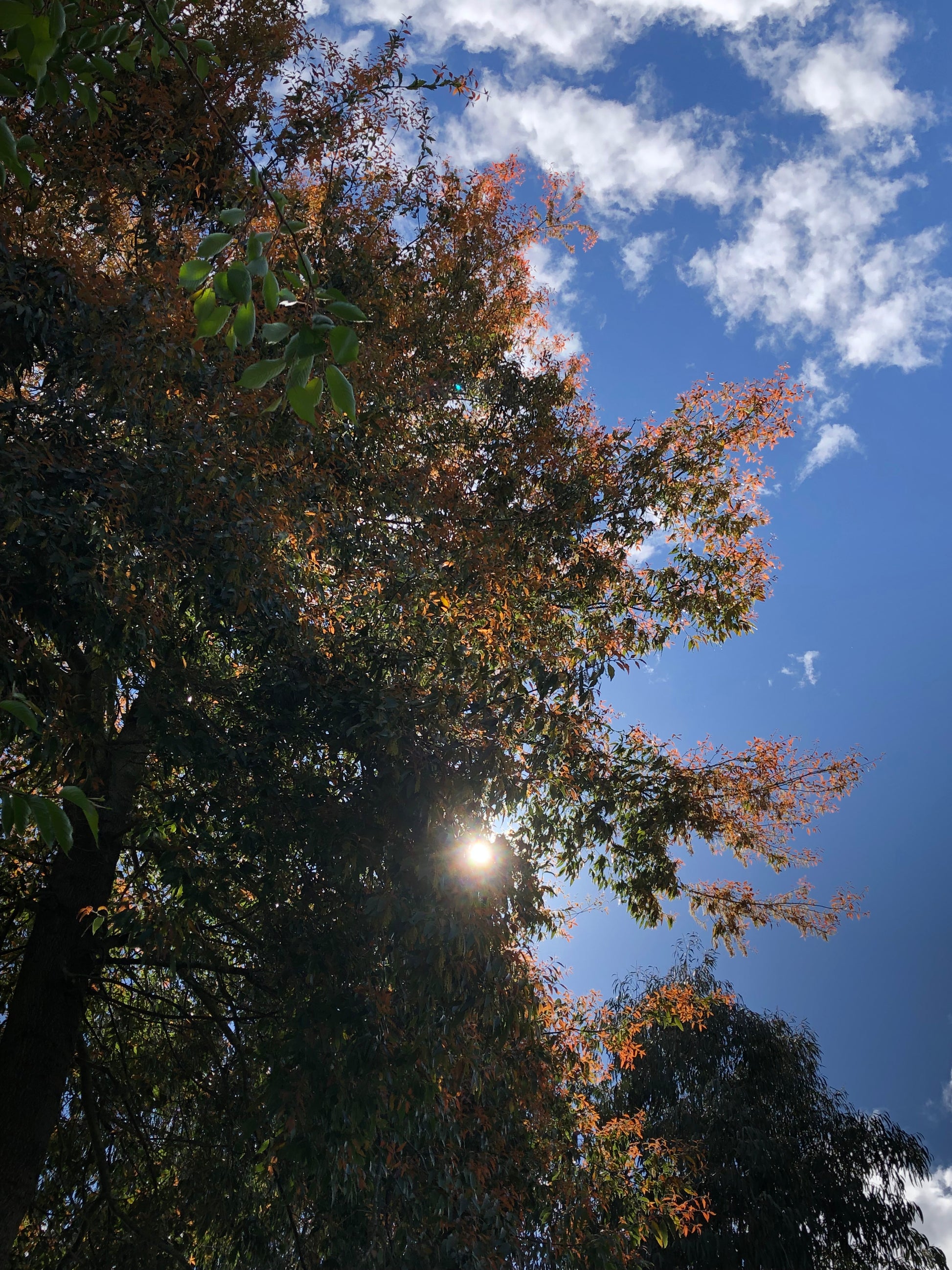 *RETAIL - Quercus affinis – Cistus Nursery