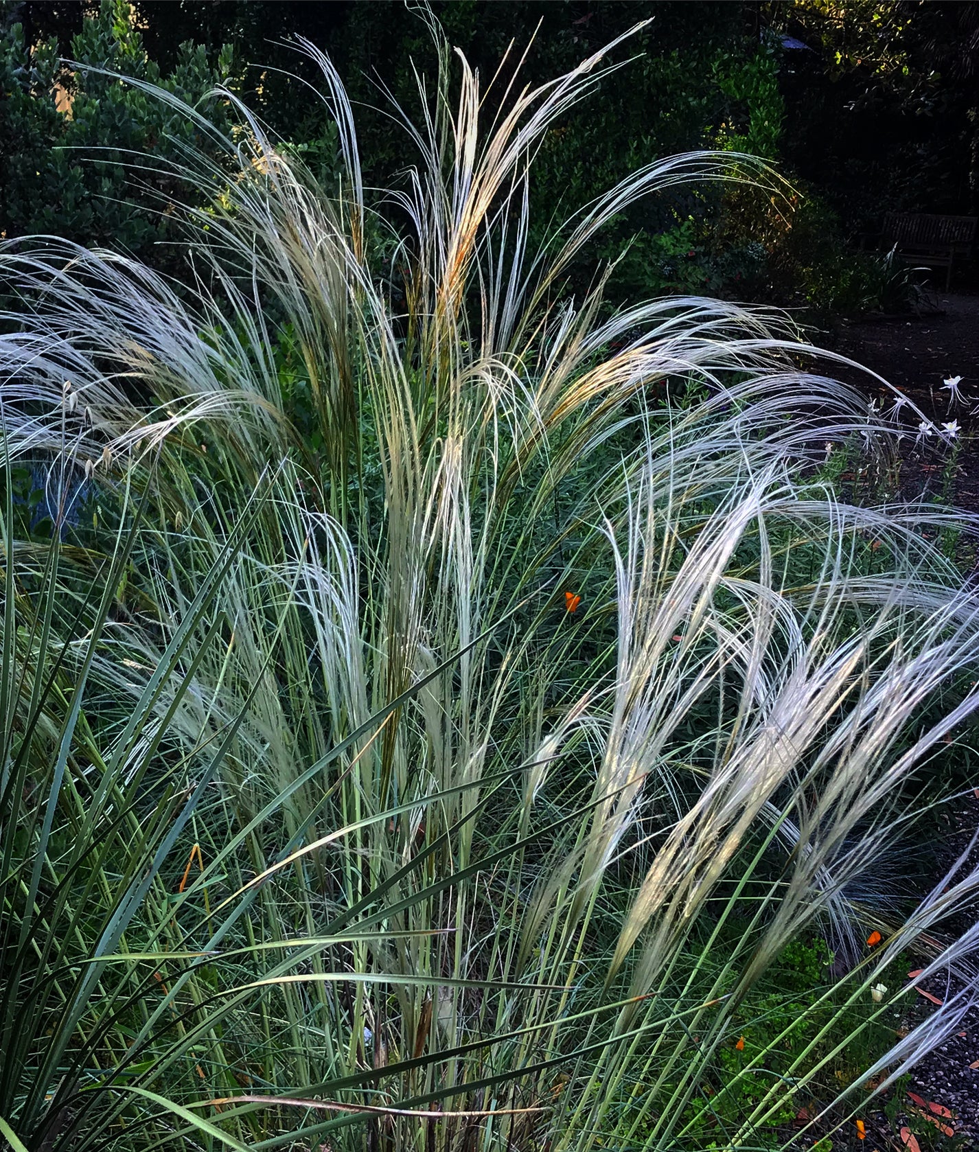 Stipa barbata – Cistus Nursery