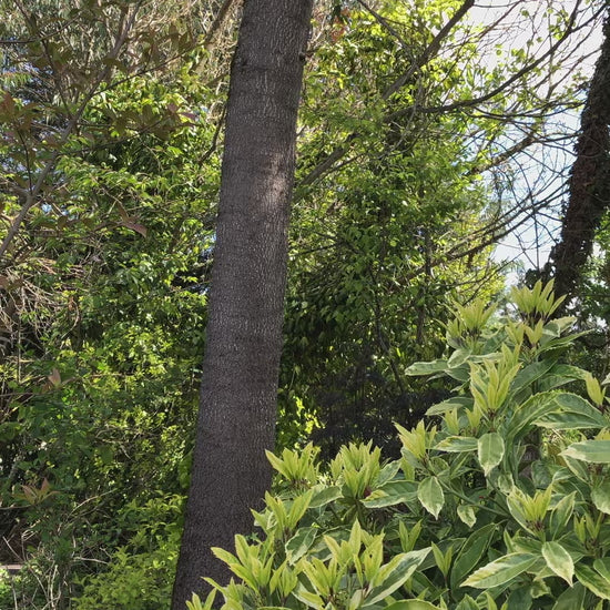 *RETAIL - Quercus affinis – Cistus Nursery