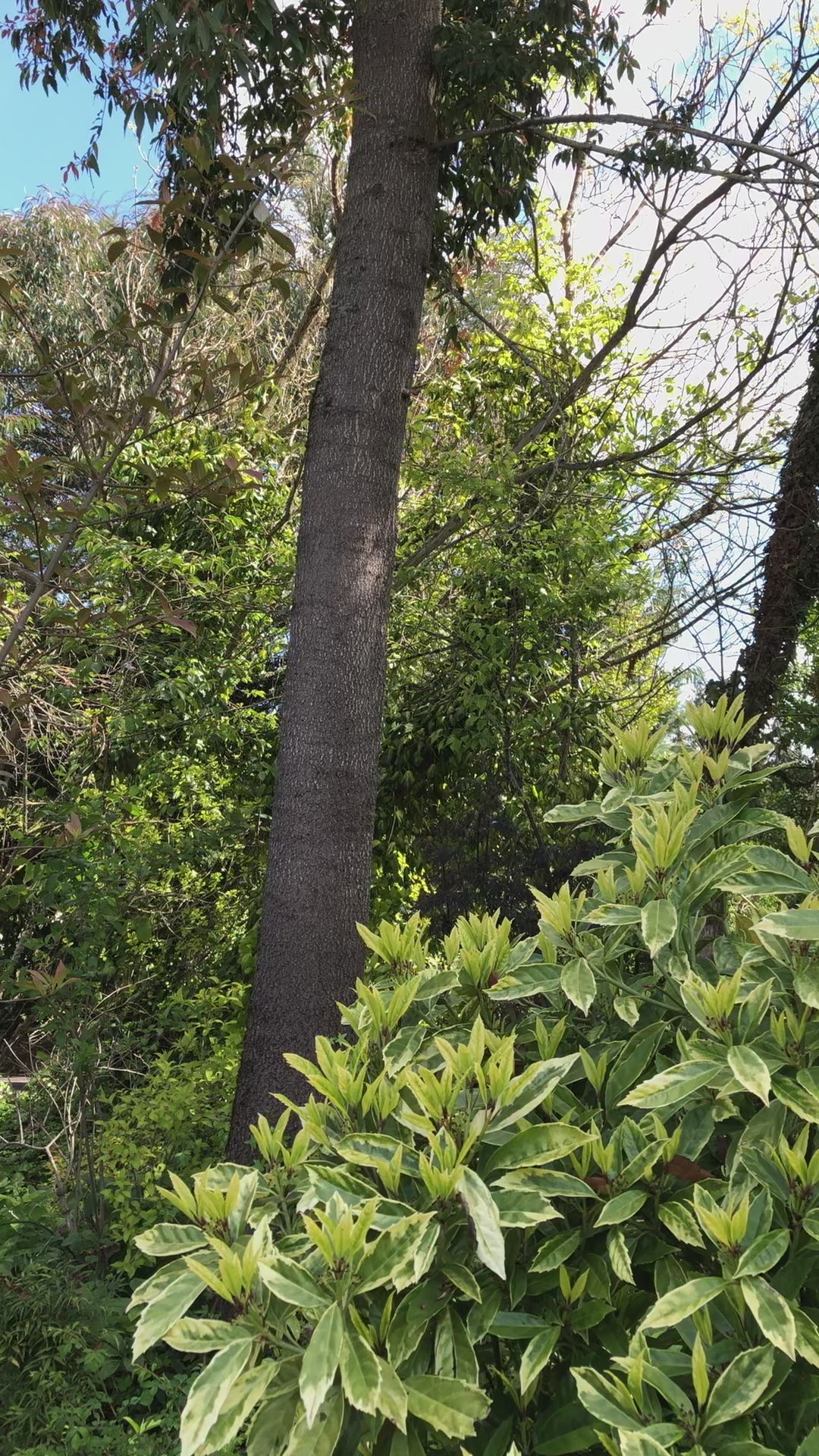 *RETAIL - Quercus affinis – Cistus Nursery